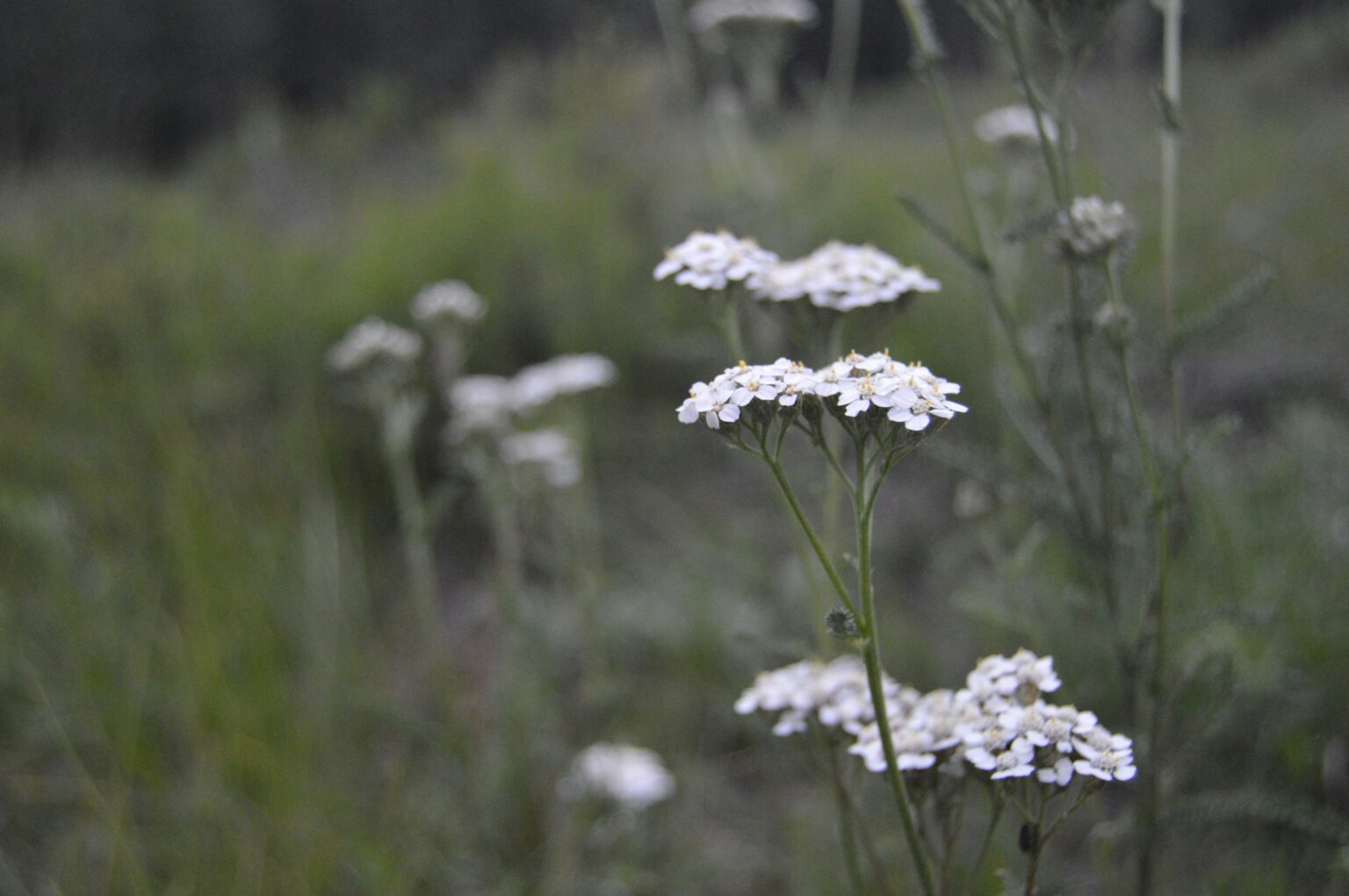 Medicinal Herb Spotlight: Yarrow (Achillea millefolium)